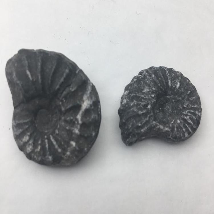 Small Ammonites 6pcs Peru • Chalmers Gems