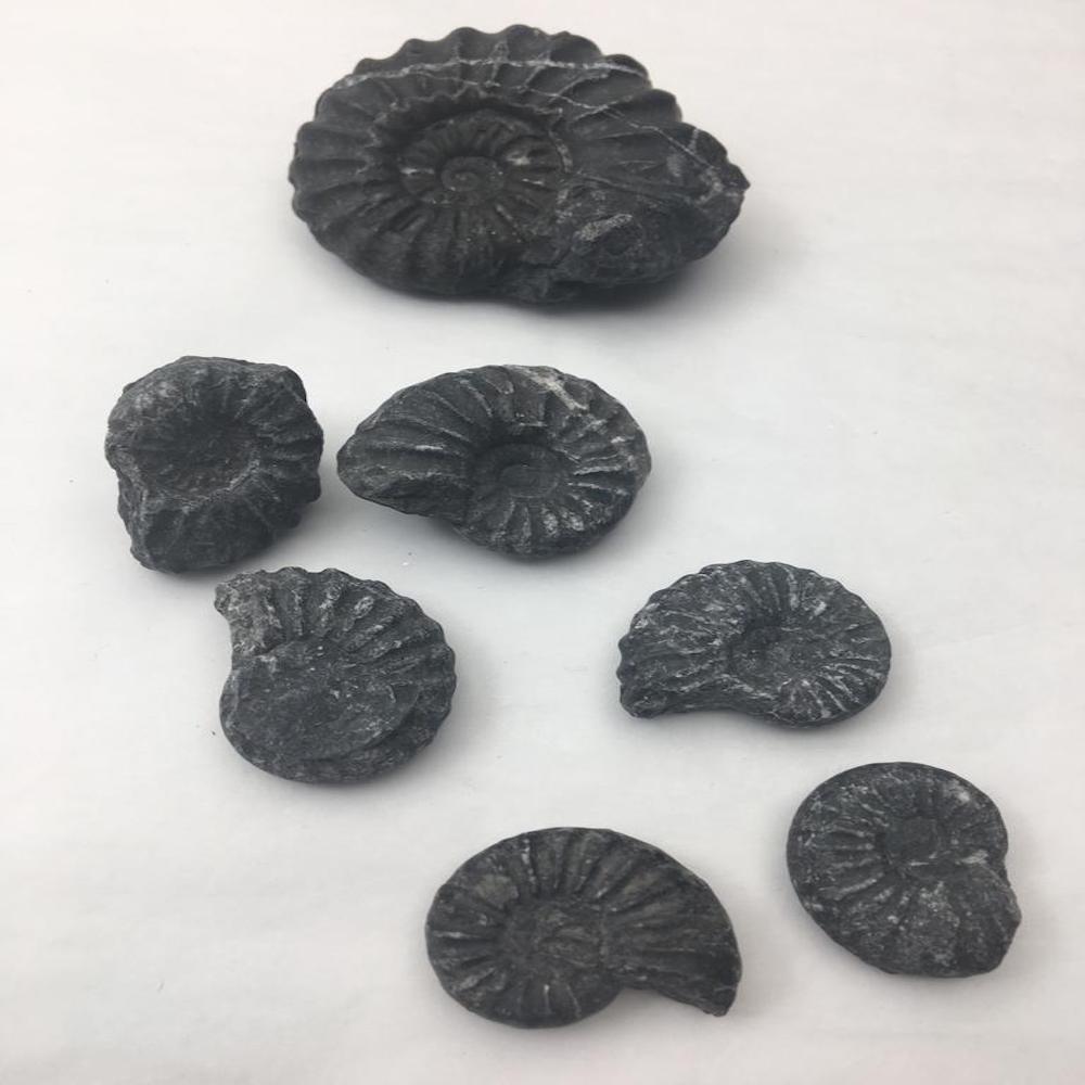 Small Ammonites 6pcs Peru • Chalmers Gems